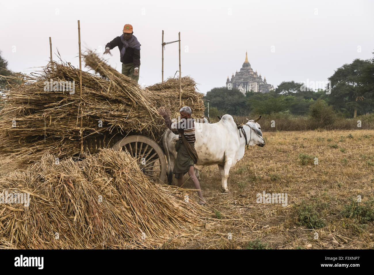 Farmers on field, Bagan, Myanmar, Asia Stock Photo - Alamy