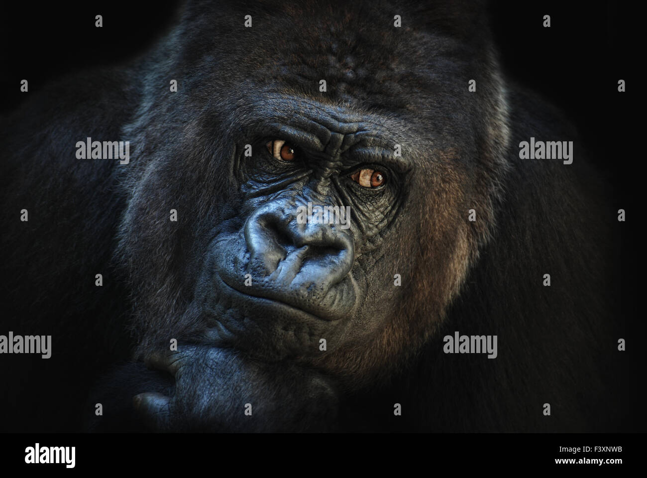 Monkey big eyes hi-res stock photography and images - Alamy