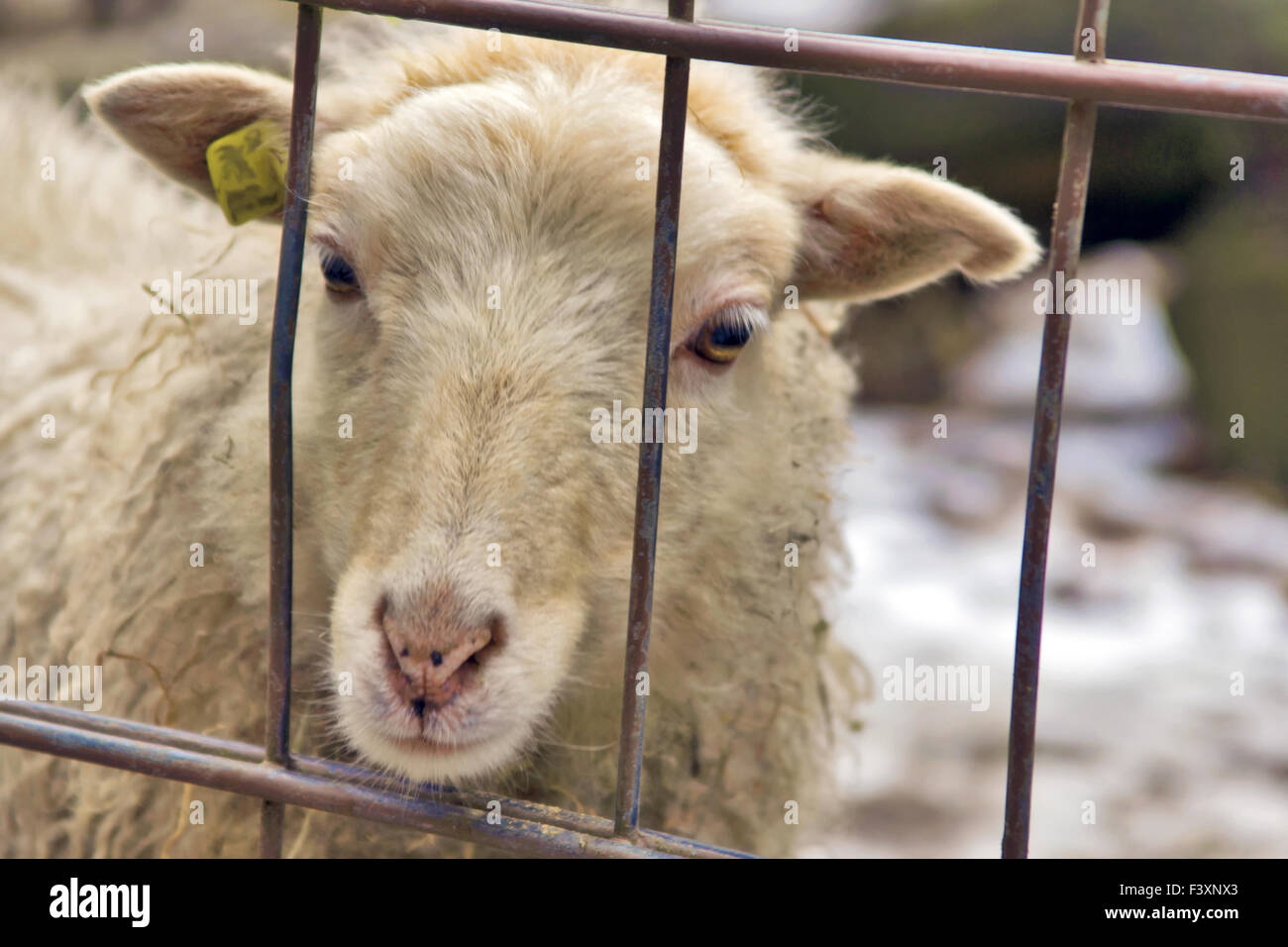 Sheepmeat hi-res stock photography and images - Alamy