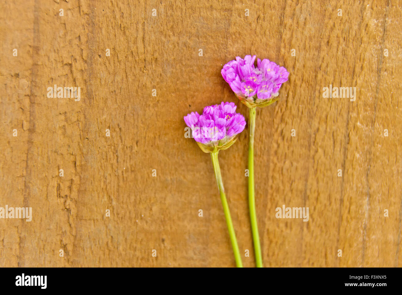 Pink plumbago hi-res stock photography and images - Alamy