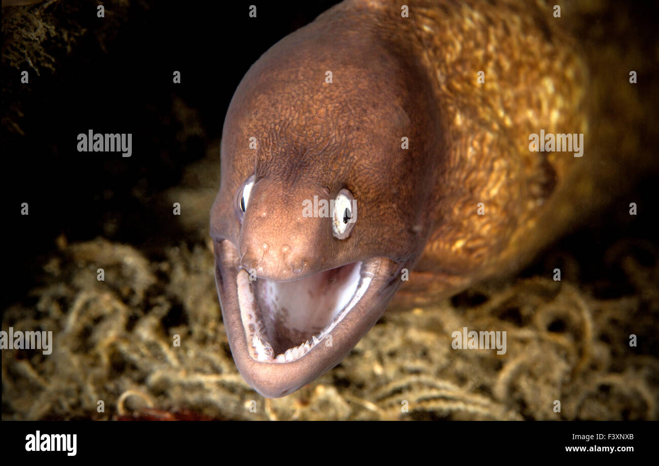Eel mouth hi-res stock photography and images - Alamy
