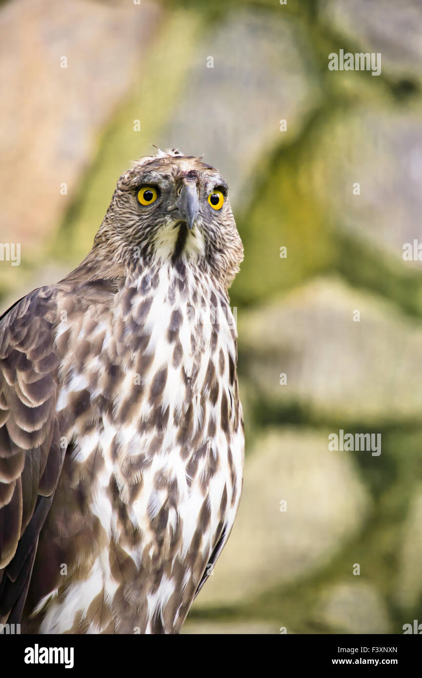 Changeable hawk eagle Stock Photo - Alamy