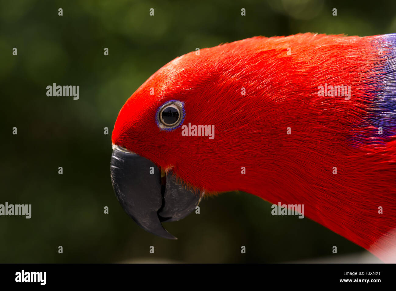 colorful Lory- parrot Stock Photo - Alamy