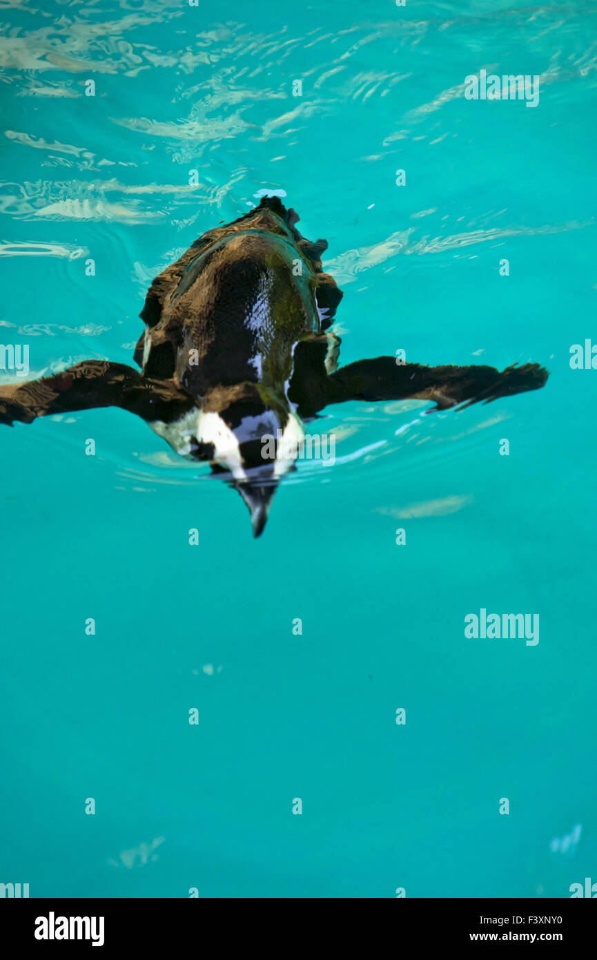Penguin underwater ice hi-res stock photography and images - Alamy