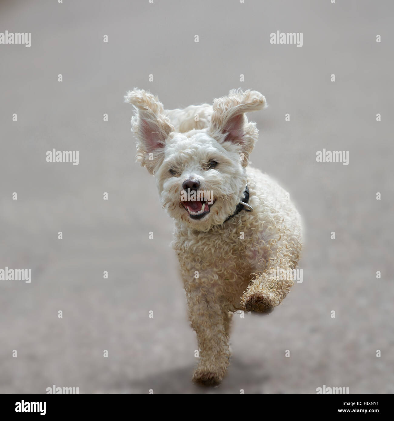 Flying ears hi-res stock photography and images - Alamy