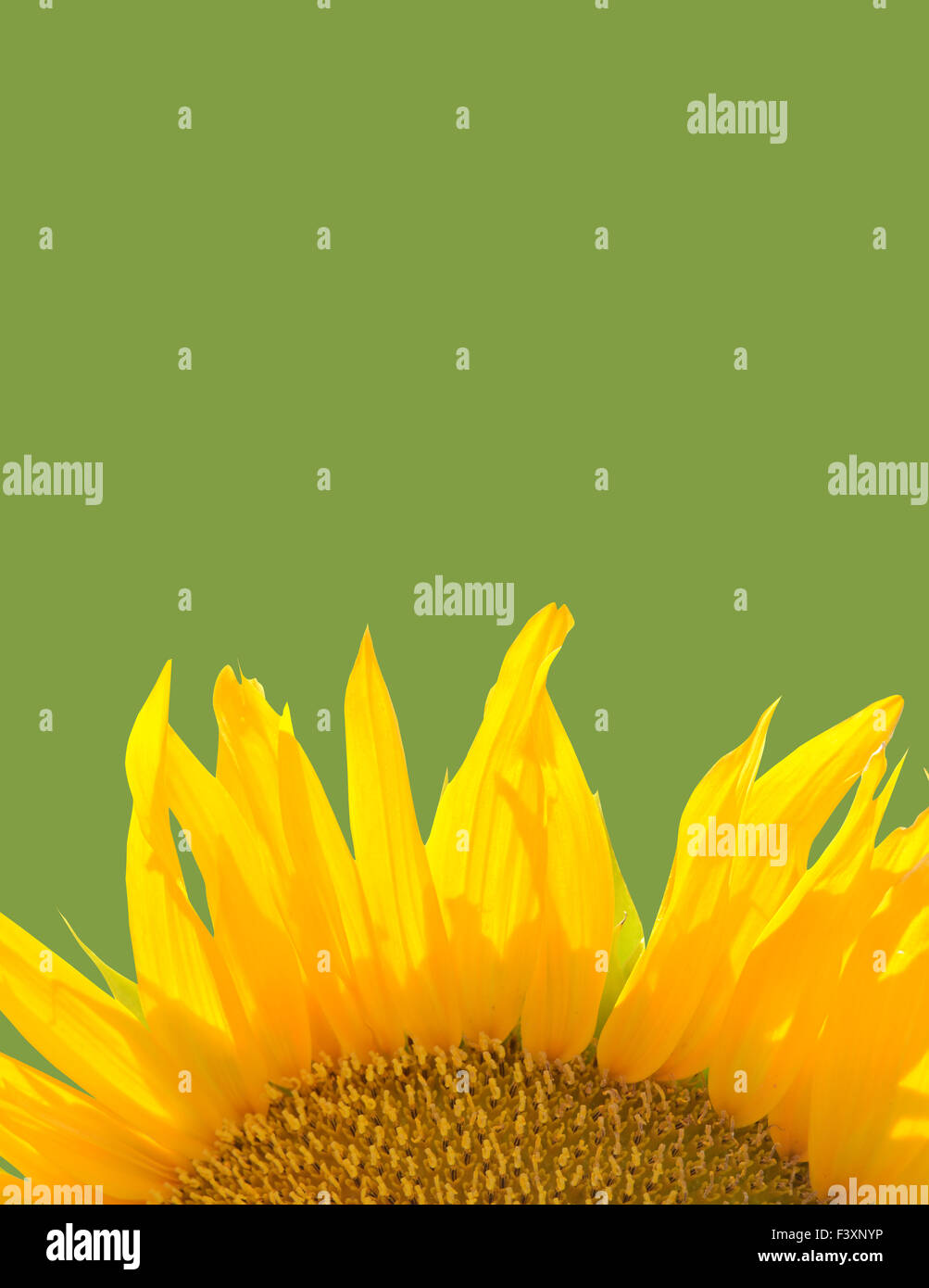 Isolation Of A Sunflower Stock Photo - Alamy