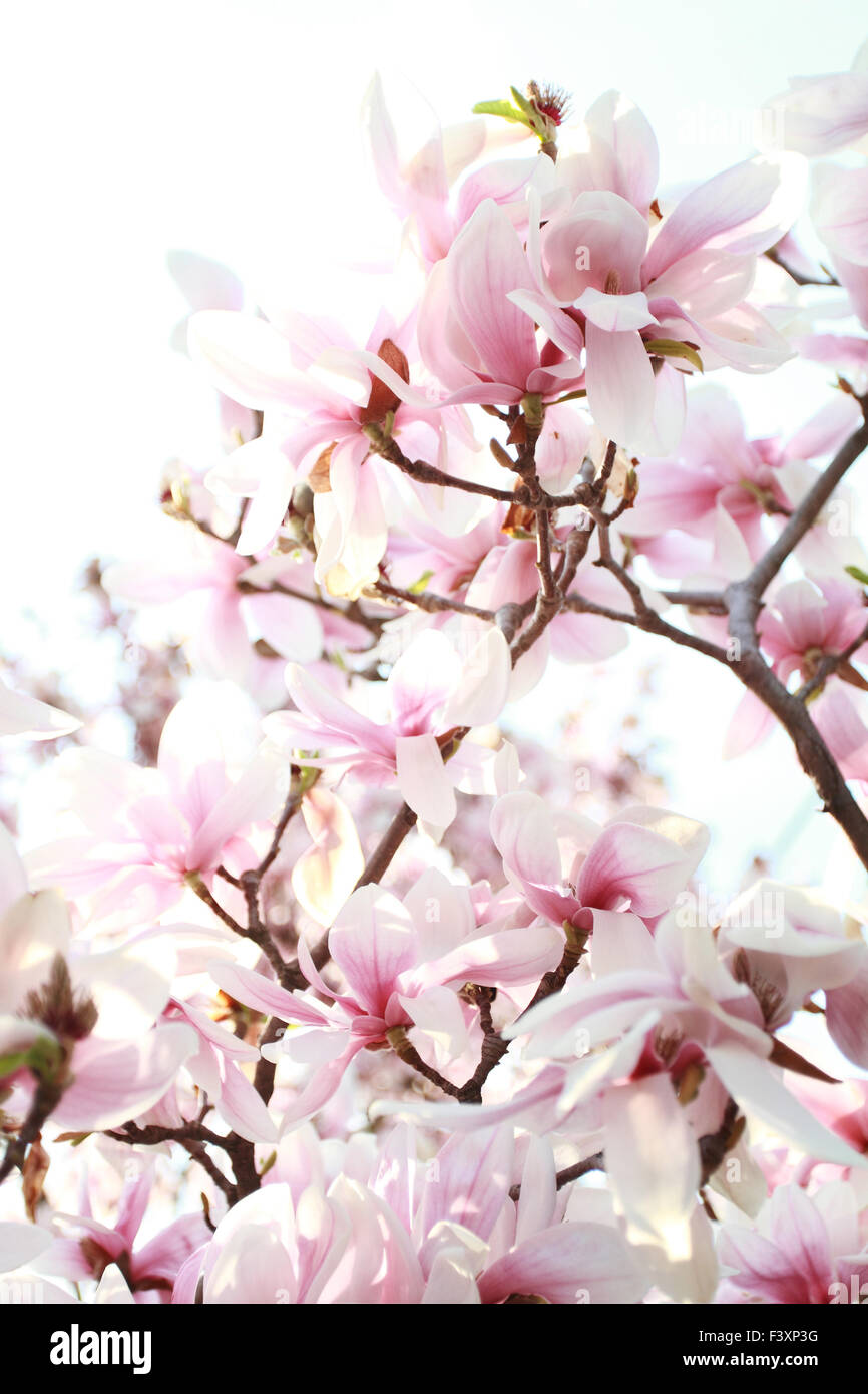 Magnoli tree hi-res stock photography and images - Alamy