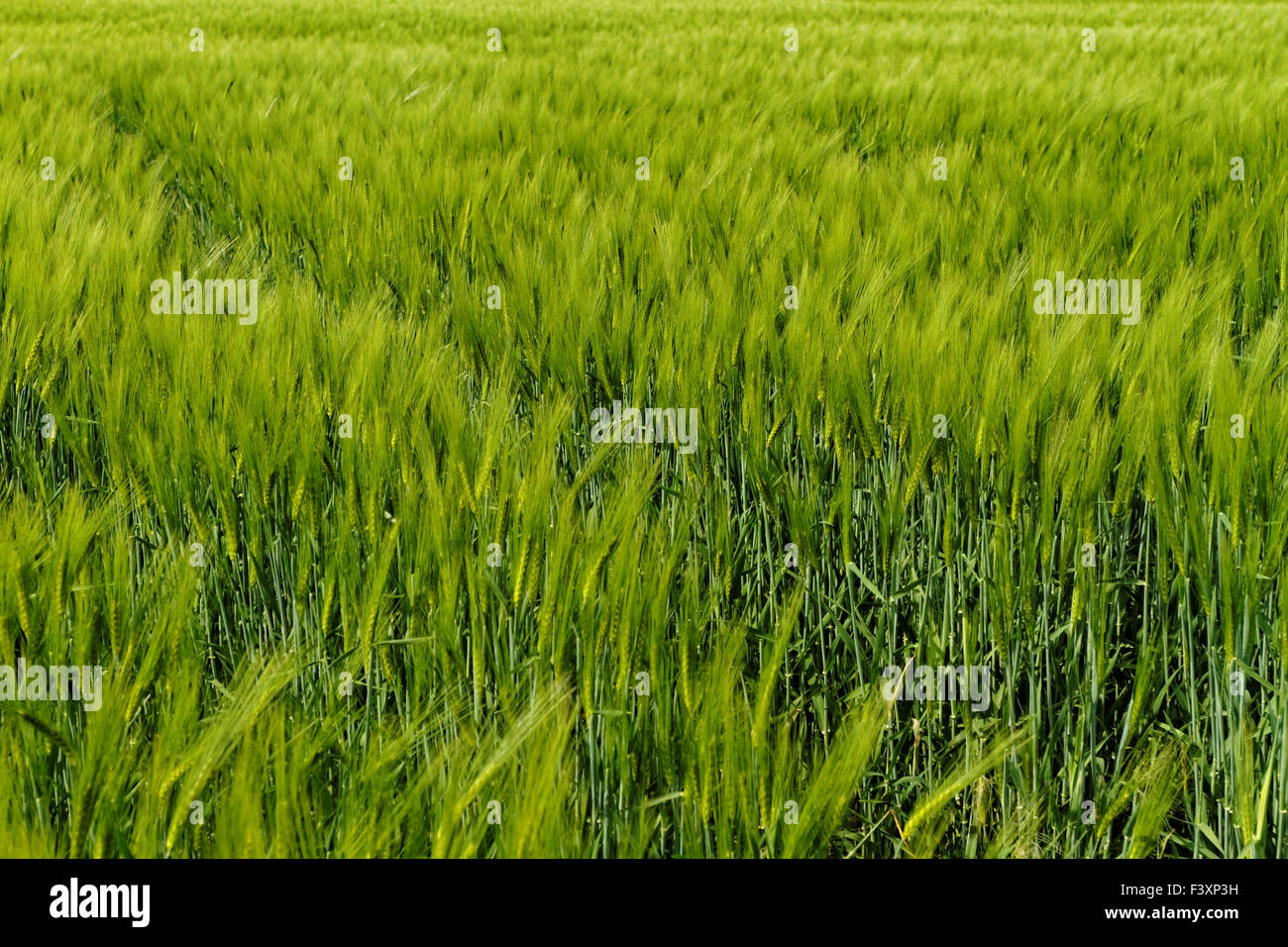 Green wheat on a grain field in spring Stock Photo - Alamy