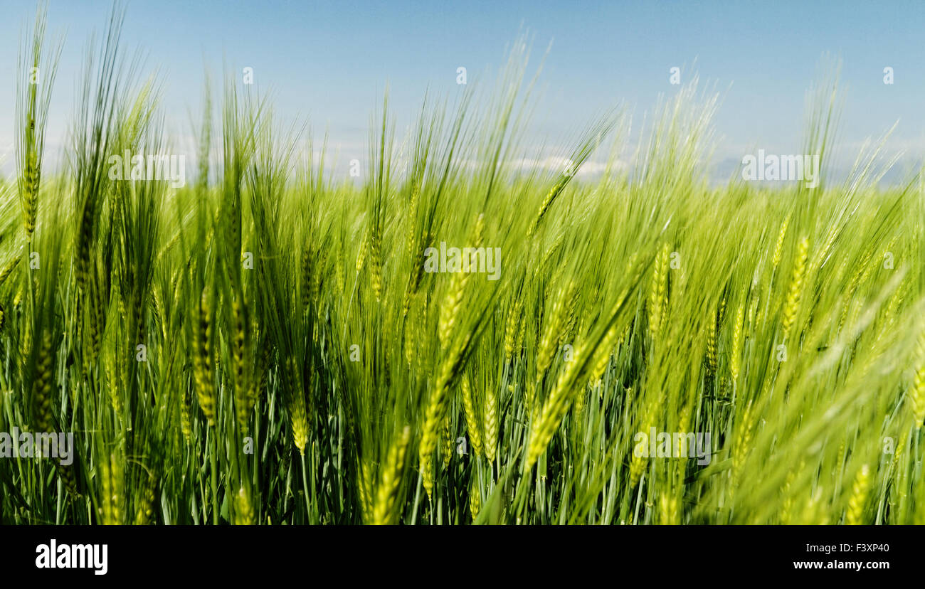 Green wheat on a grain field in spring Stock Photo - Alamy