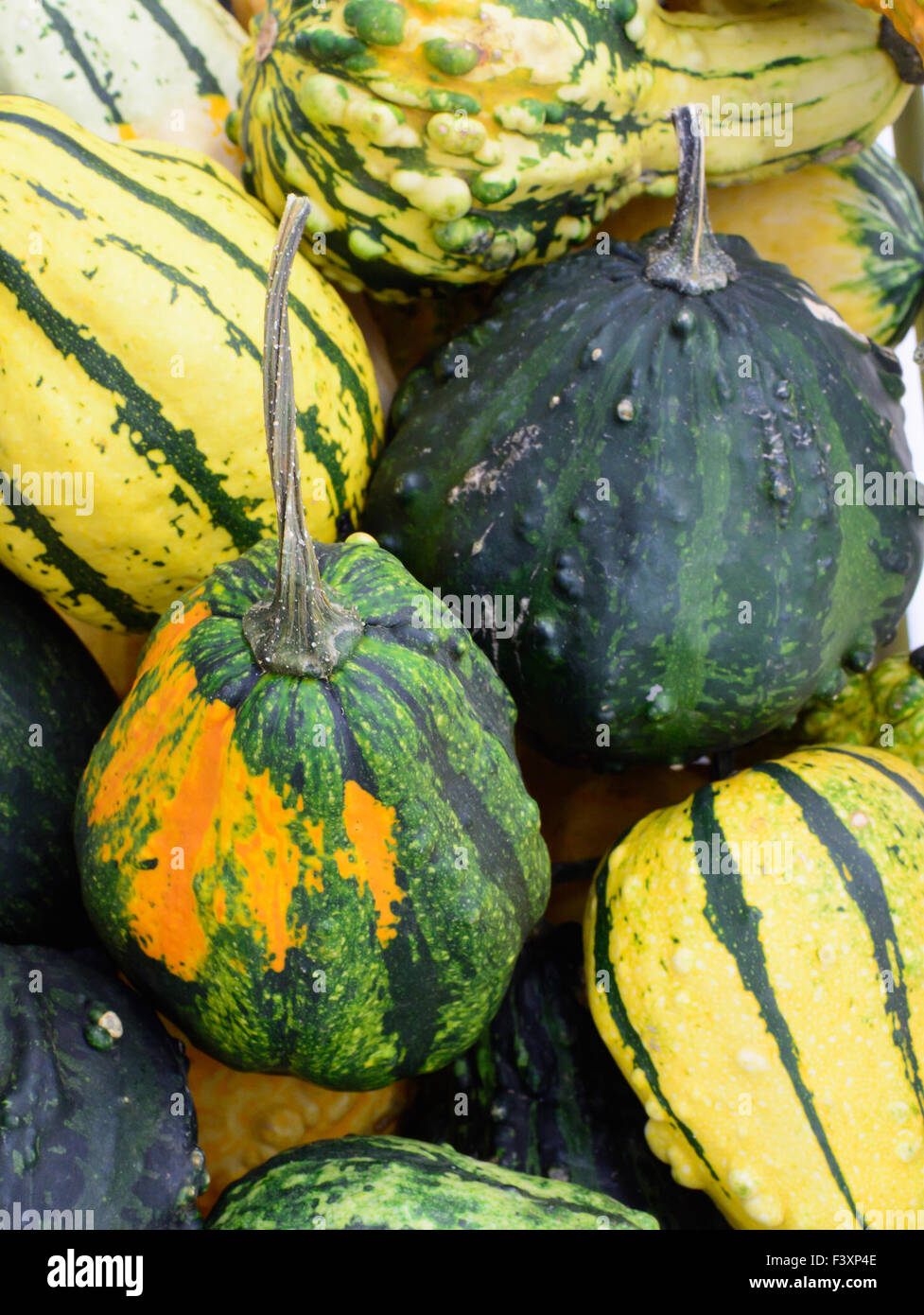 Squashes and pumpkins Stock Photo - Alamy