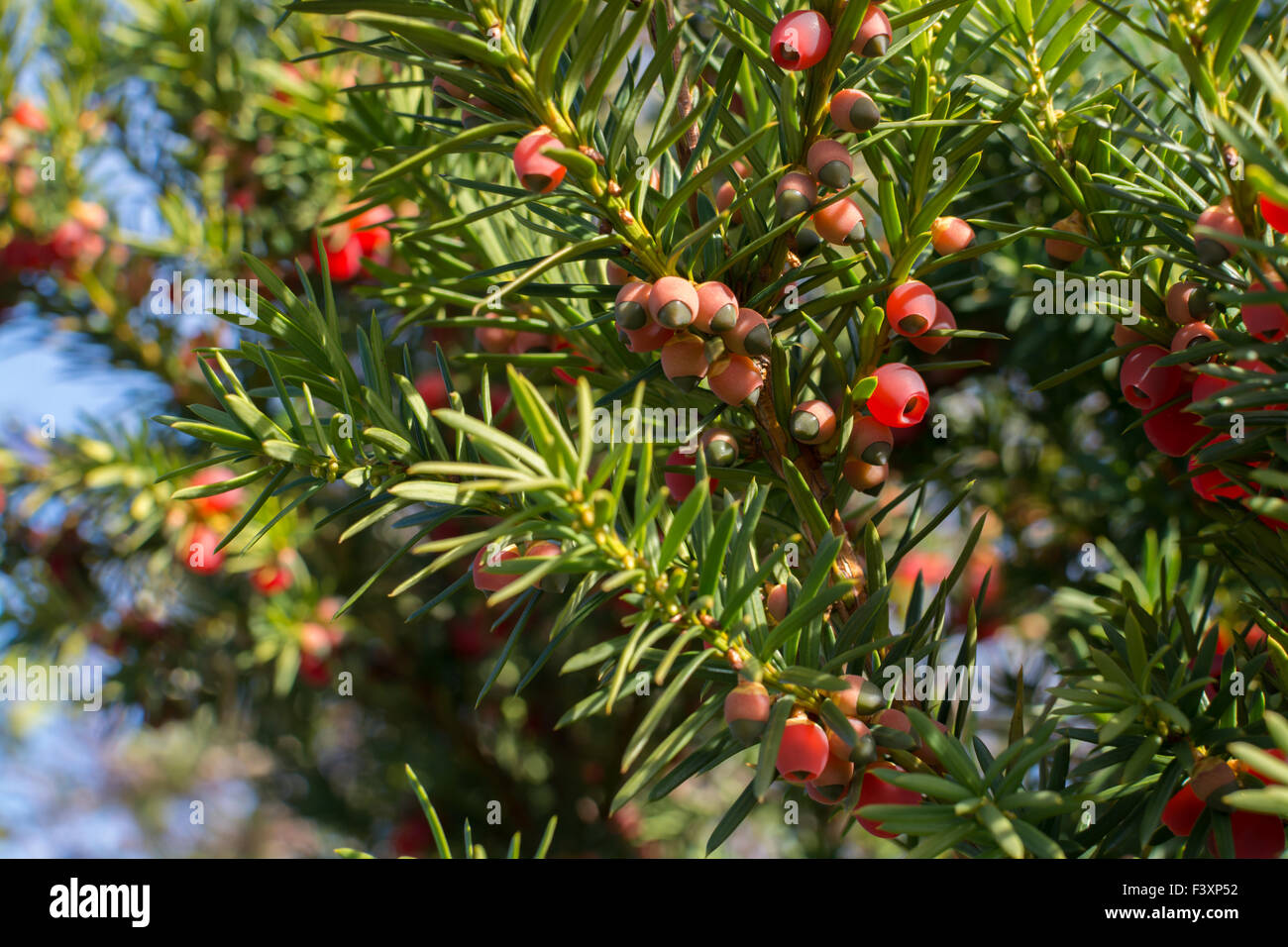 Dry ripening hi-res stock photography and images - Alamy