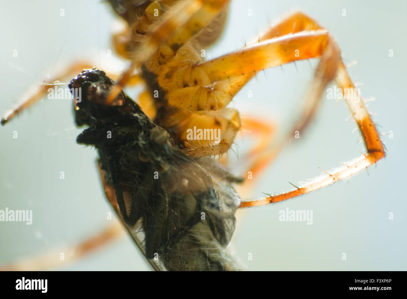 Spider fly hi-res stock photography and images - Alamy