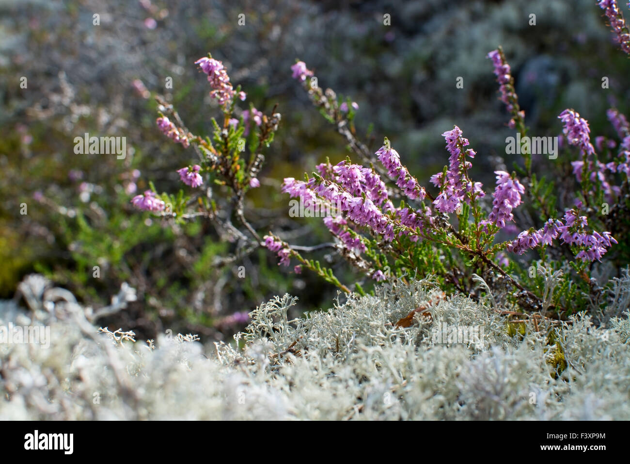 Heather and moss hi-res stock photography and images - Alamy