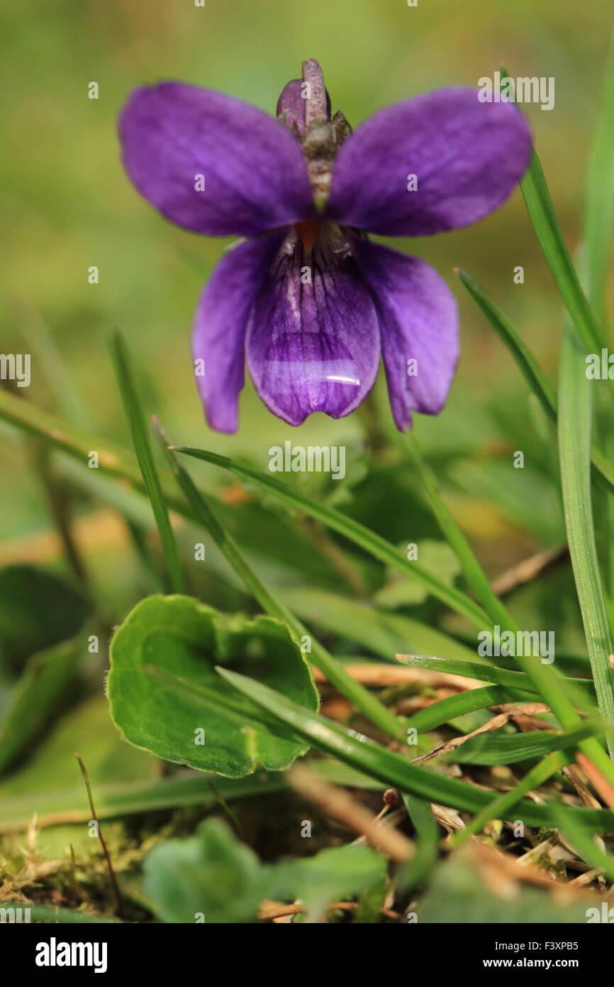 Violet up close hi-res stock photography and images - Alamy