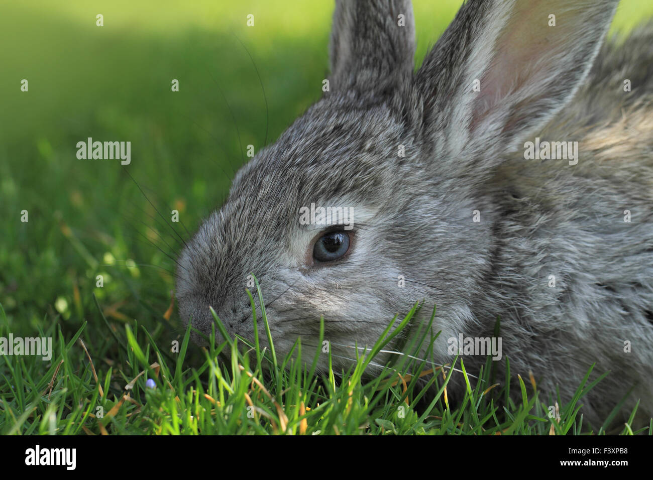 Rabbit eye close up hi-res stock photography and images - Alamy