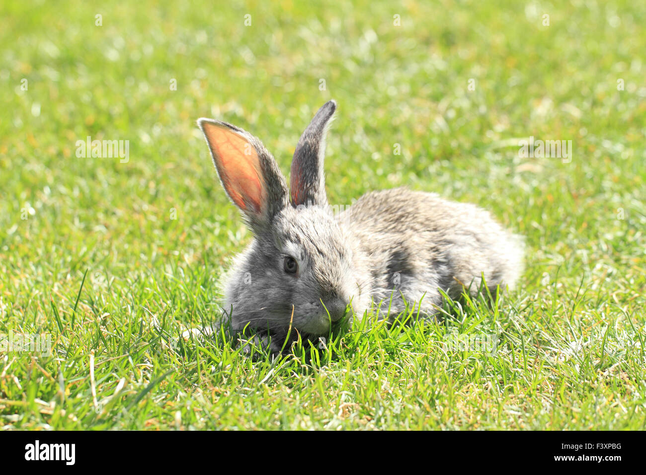 Rabbit in grass hi-res stock photography and images - Alamy