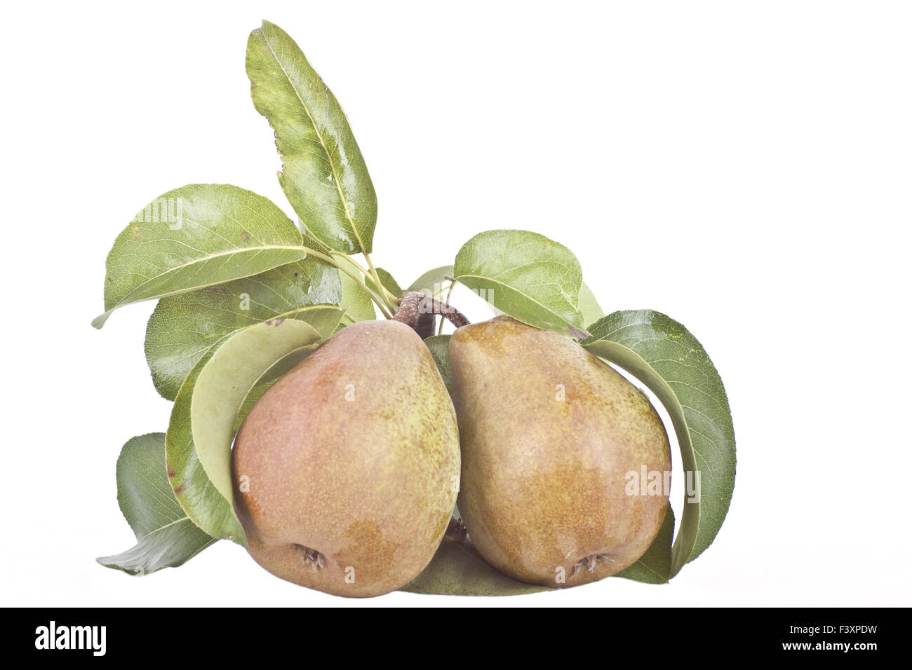 Pear and brown rot hi-res stock photography and images - Alamy