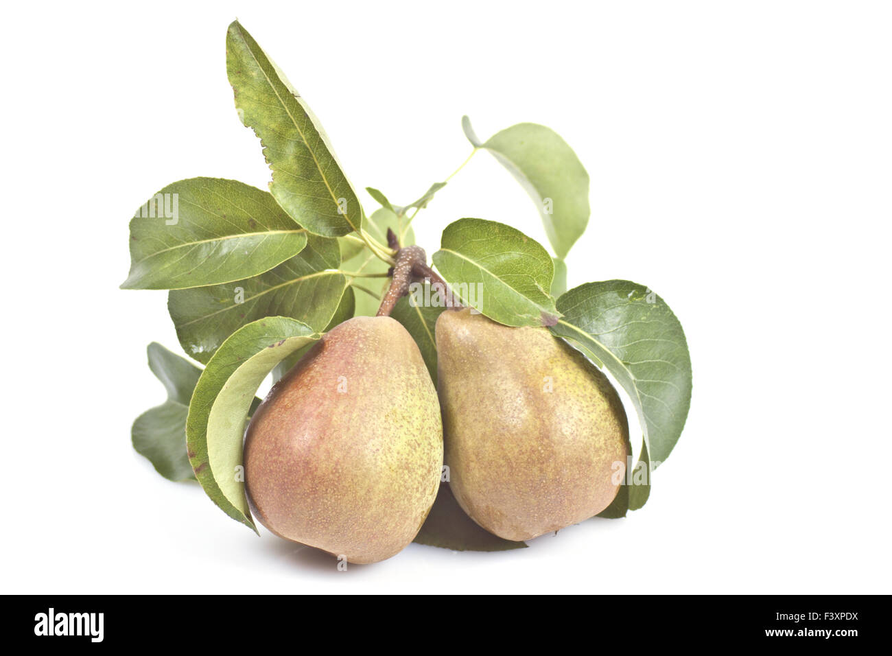 Pear and brown rot Cut Out Stock Images & Pictures - Alamy