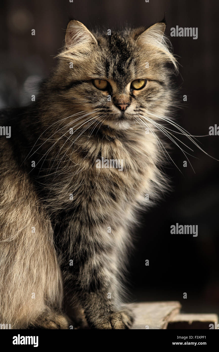 Cat watching sitting on hi-res stock photography and images - Alamy