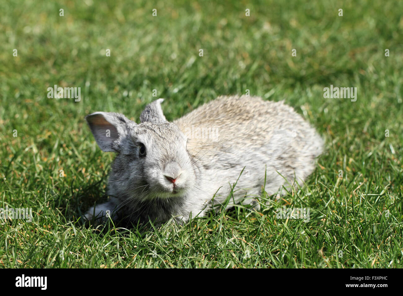 Gray rabbit in grass close up Stock Photo - Alamy