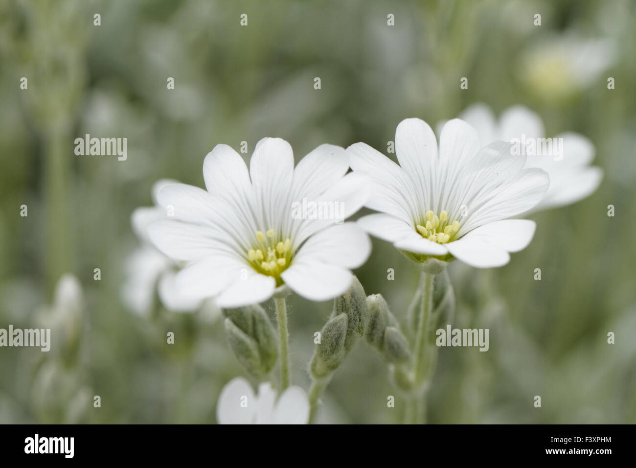 White rock flower garden edging Stock Photo - Alamy