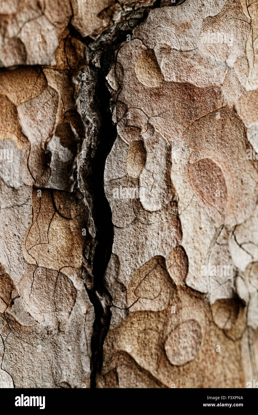 Wooden texture. Crimean pine tree Stock Photo - Alamy