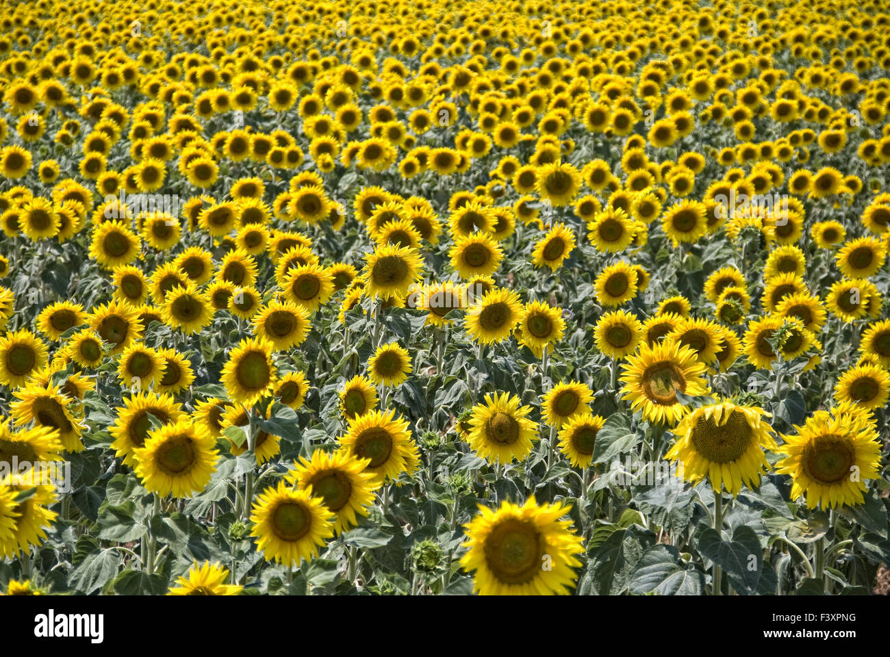 Helianthum hi-res stock photography and images - Alamy