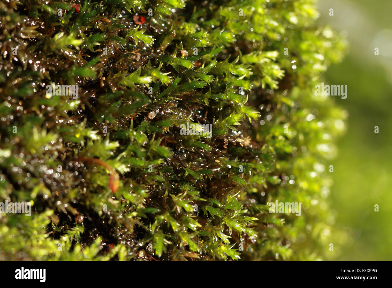 Moss in nature hi-res stock photography and images - Alamy