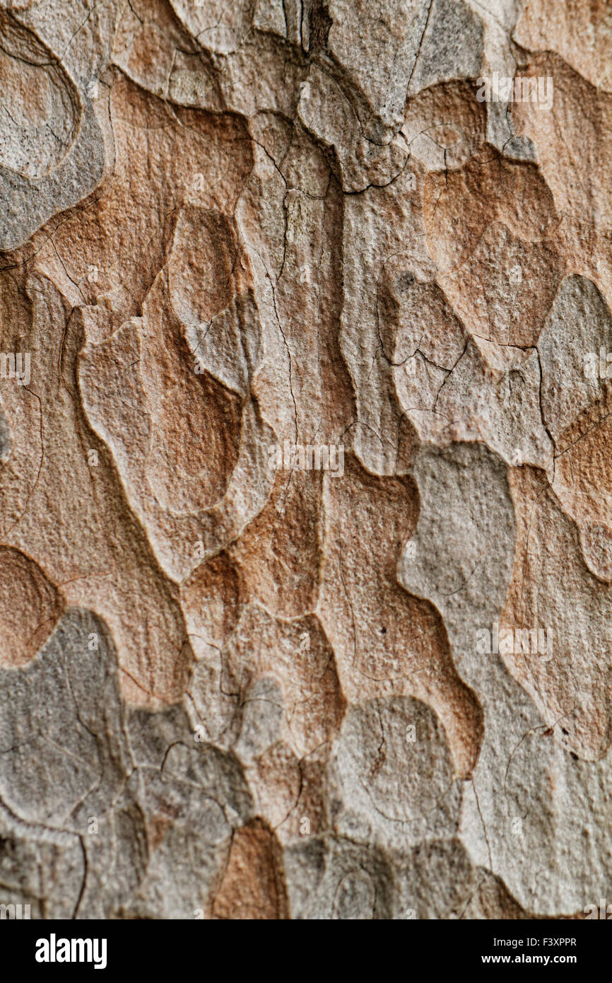 Wooden texture. Crimean pine tree Stock Photo - Alamy