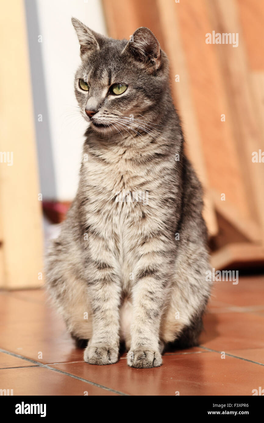 Gray Cat on the ground Stock Photo - Alamy