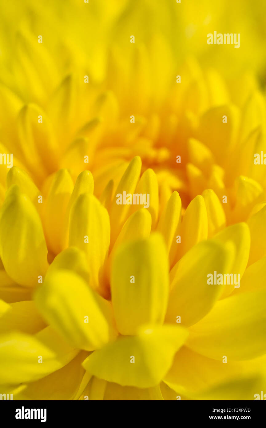 Chrysanthemum yellow hi-res stock photography and images - Alamy