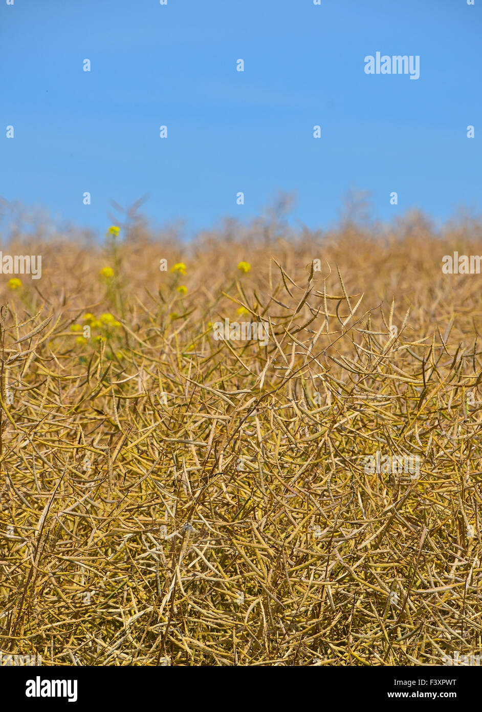 Field of ripe mature colza rape plant with some green blooming colza ...