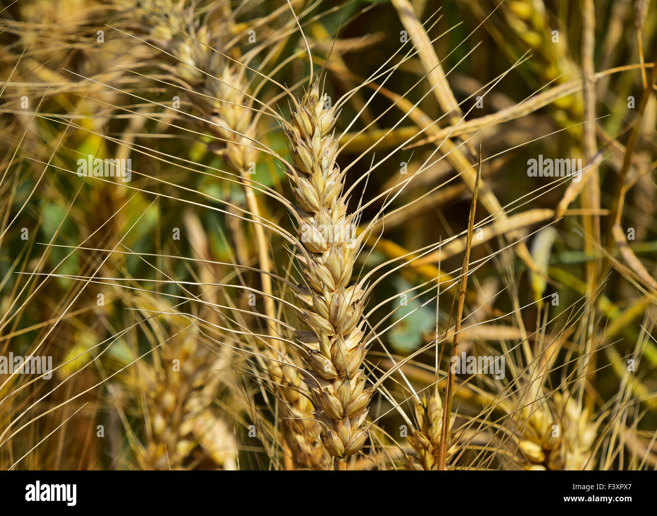 One ripe mature wheat ear head close up with other mature and green ...