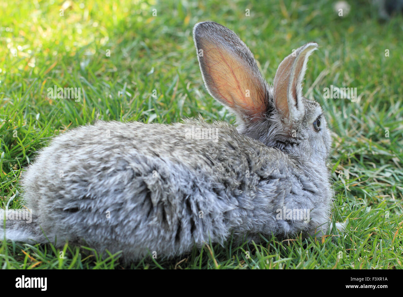 Gray rabbit in grass close up Stock Photo - Alamy