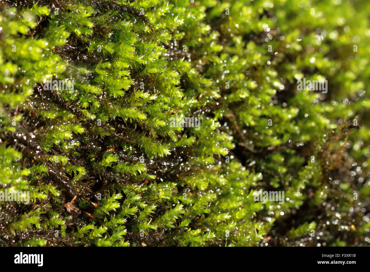 Moss in nature hi-res stock photography and images - Alamy