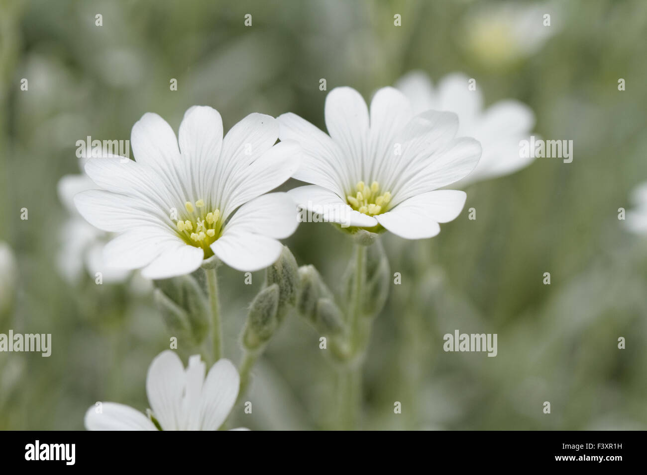 White rock flower garden edging Stock Photo - Alamy