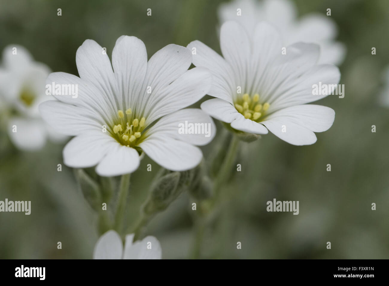 White rock flower garden edging Stock Photo - Alamy