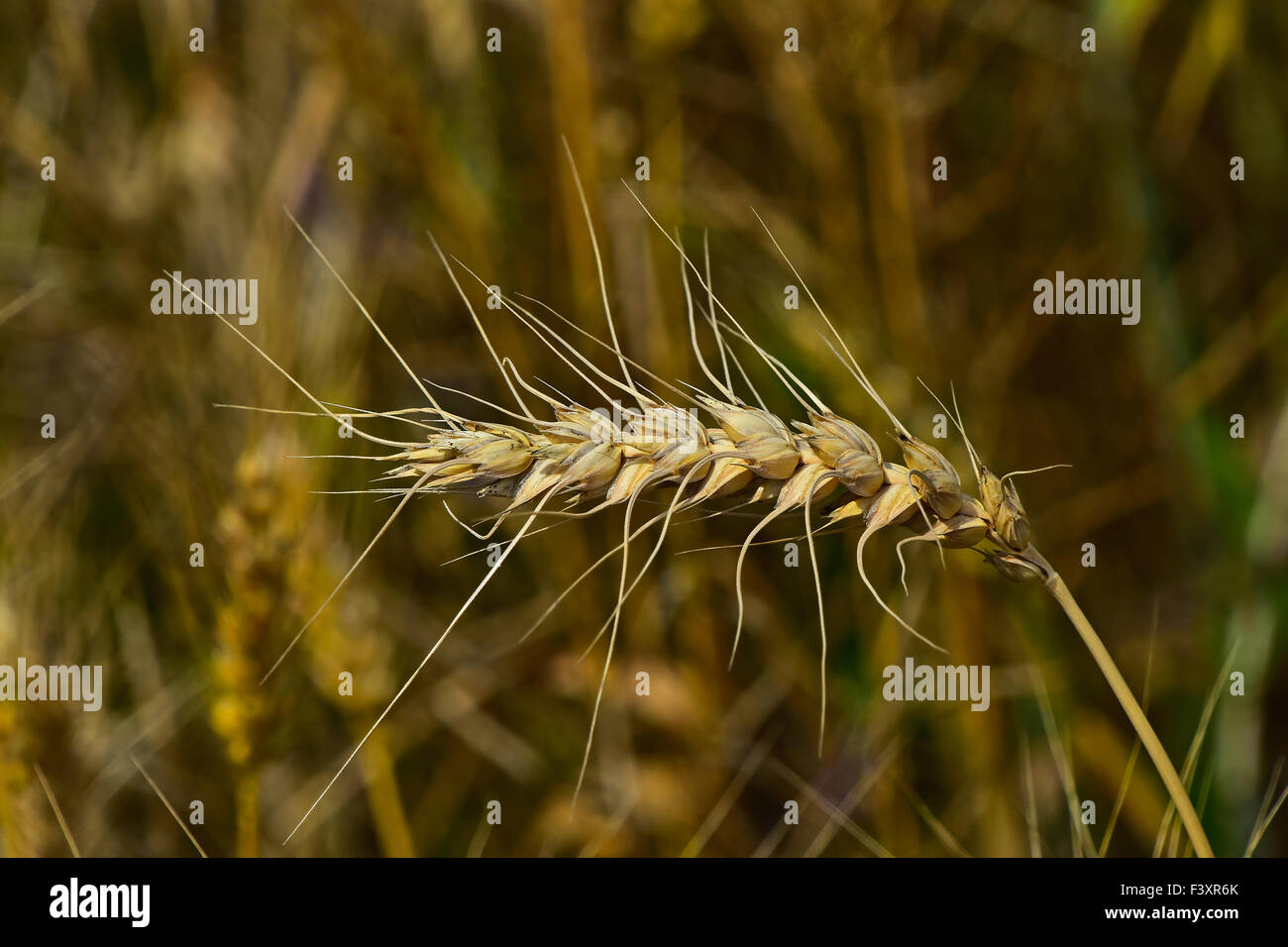 One ripe mature wheat ear head close up with other mature and green ...