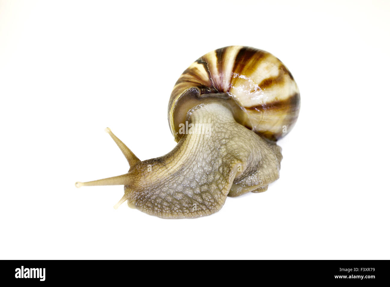 Giant African Land Snail Stock Photo - Alamy