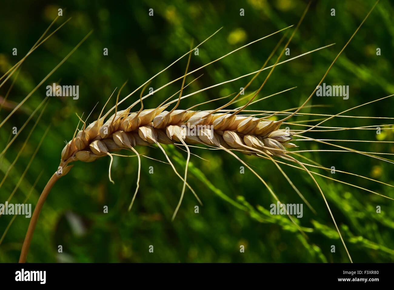 Wheat head hi-res stock photography and images - Alamy