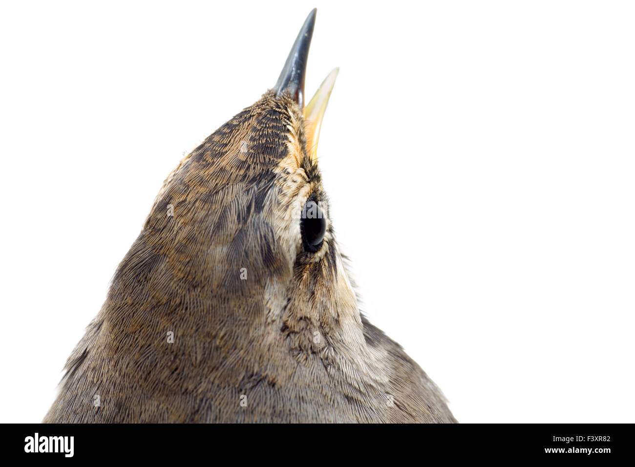 blue-throated robin bird isolated Stock Photo - Alamy