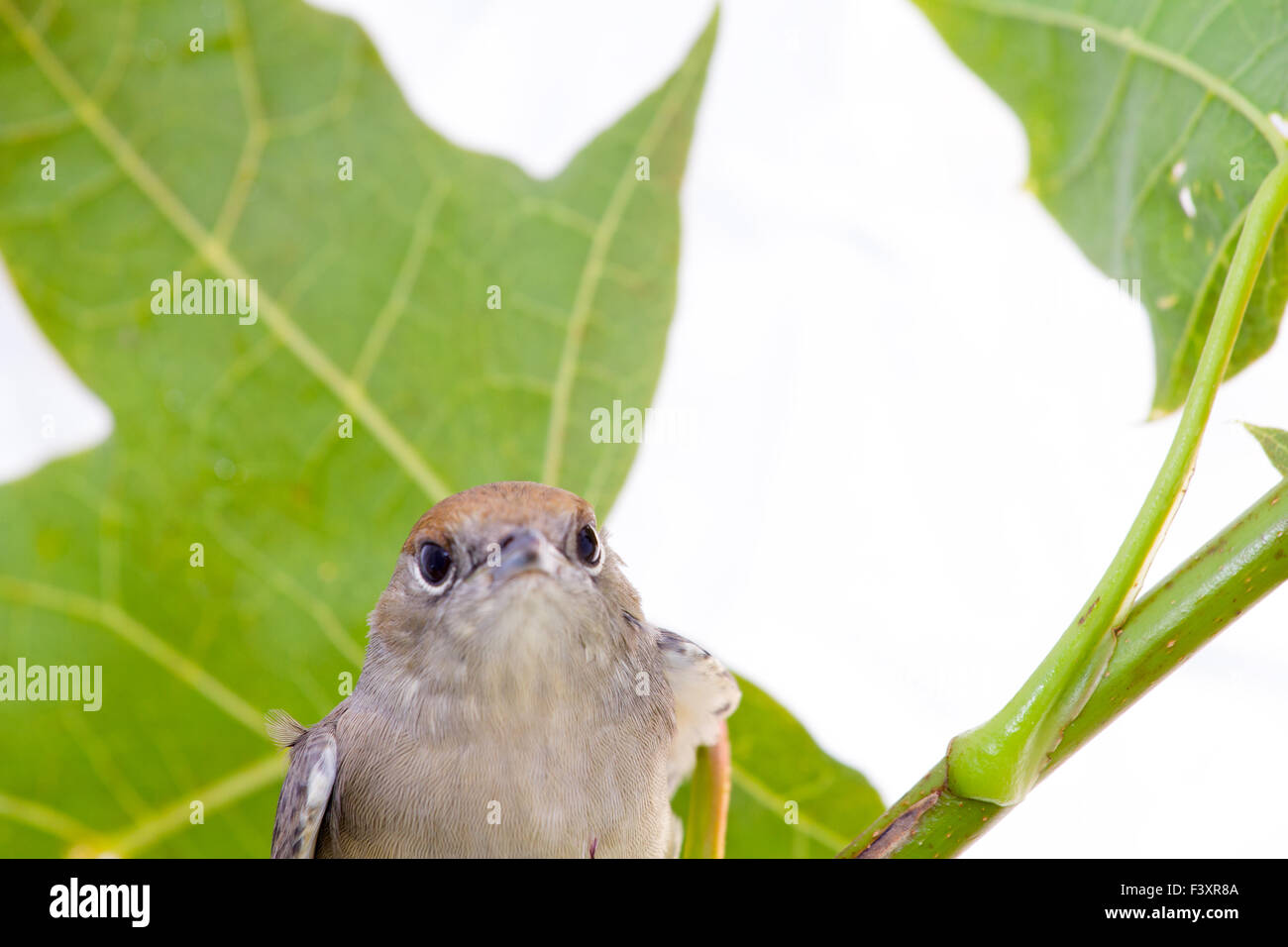 Black cap bird hi-res stock photography and images - Alamy