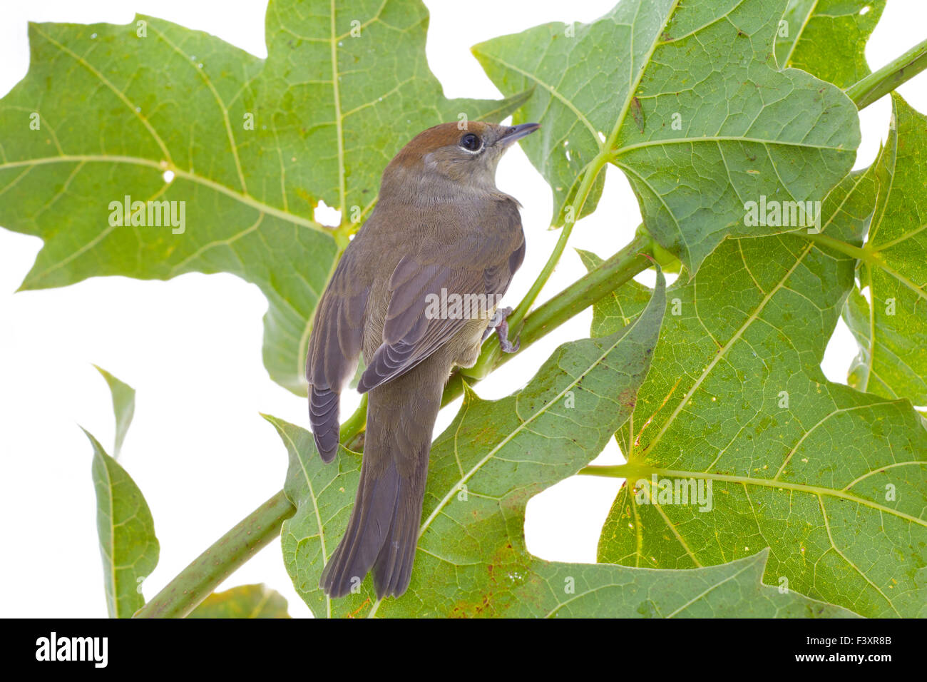 Black cap bird hi-res stock photography and images - Alamy