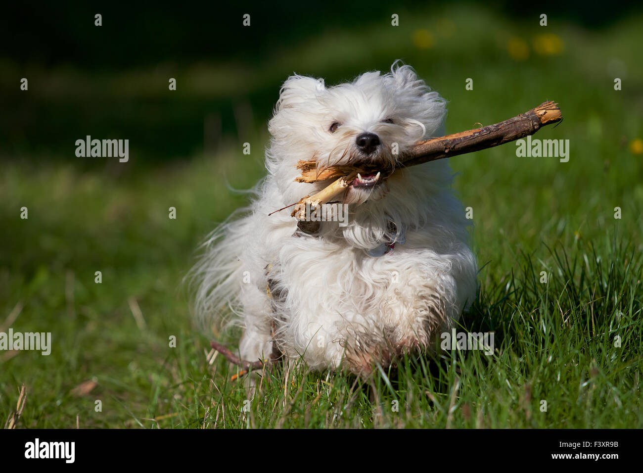 Manien hi-res stock photography and images - Alamy