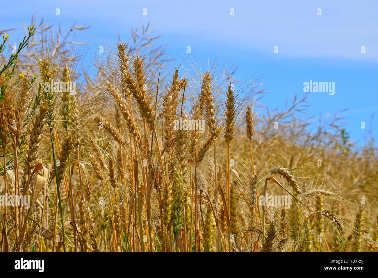 Field of ripe mature and green wheat ears spikes under blue sky Stock ...