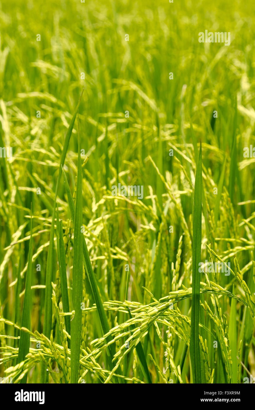 Paddy plant plot soil hi-res stock photography and images - Alamy