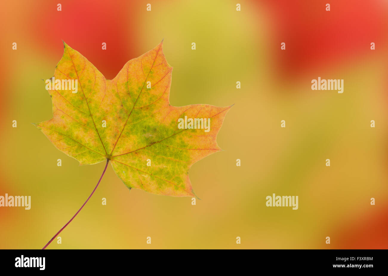 Colorful leaf hi-res stock photography and images - Alamy