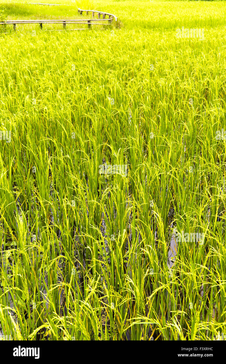 Field paddy hi-res stock photography and images - Alamy