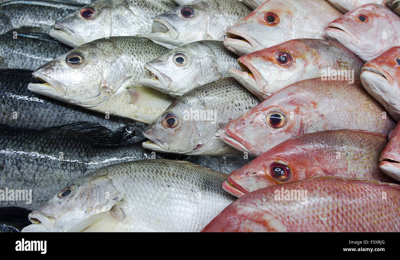assortment of fishes Stock Photo - Alamy