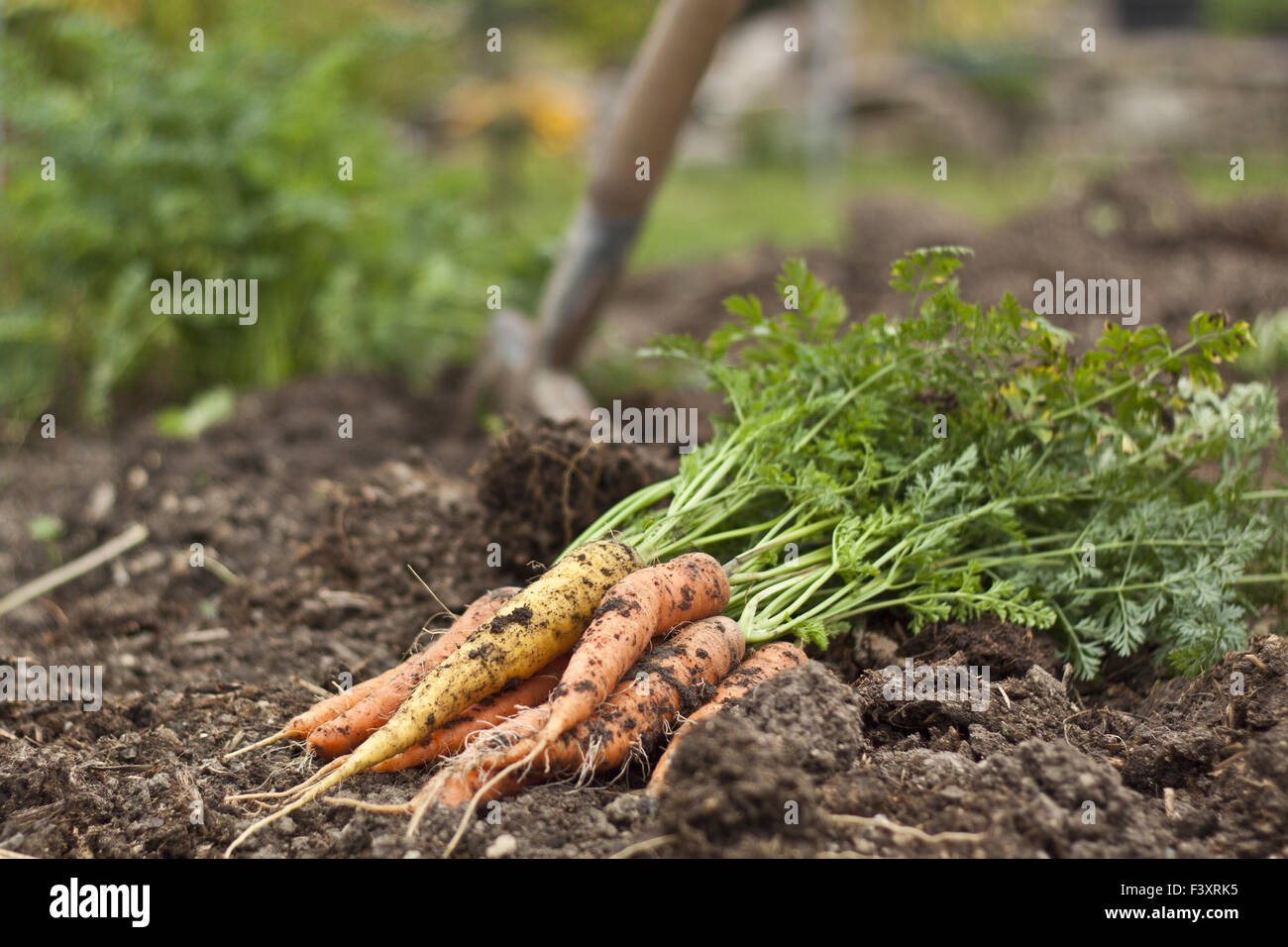 Carr fork hi-res stock photography and images - Alamy